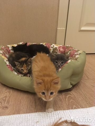 Котята, 1,5 месяца