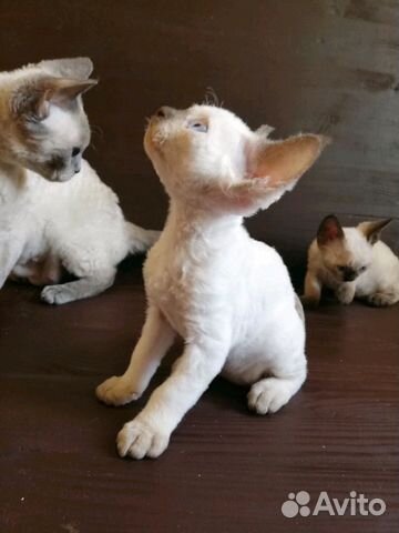 Кошечка девон рекс с прекрасными данными