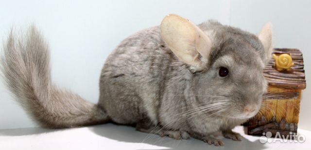 Шиншилла Пастель бархатная эбони девочка