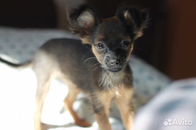 Русский Той-терьер д/ш чудесная кнопочка