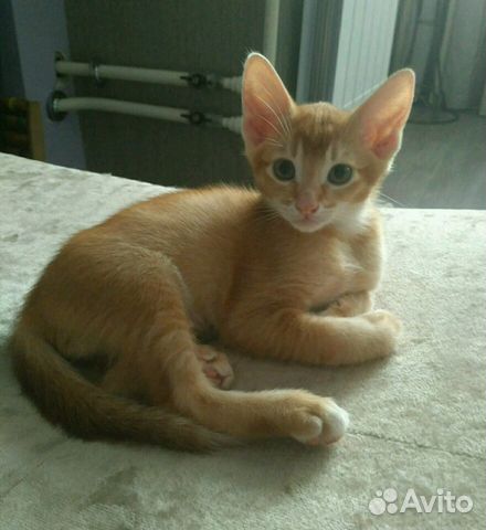 Котята от абиссинца