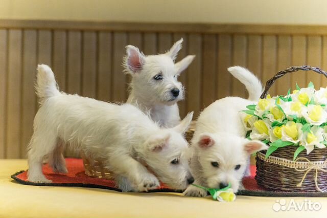 Девочки милашки