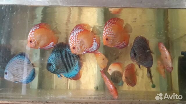 Дискусы. Продажа