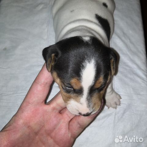 Щенок (девочка ) Джек Рассел