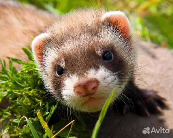 Отдам хорька в добрые руки
