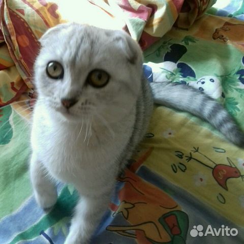 Шотландская вислоухая принцесса