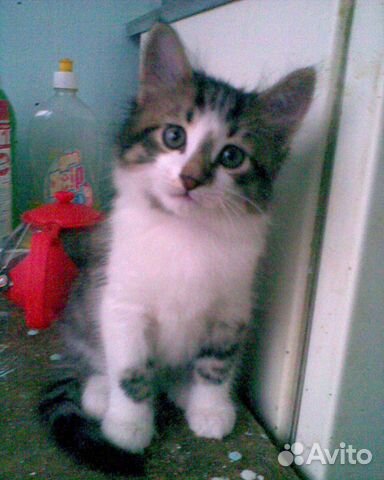 Норвежской лесной котёнок 2,5 мес