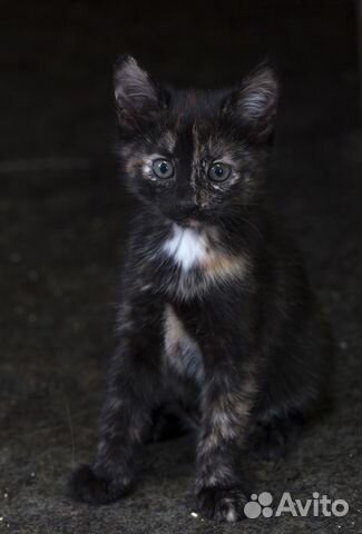 Кошечка 2месяца+