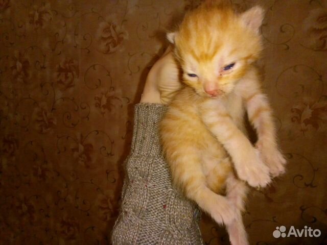 Рыжая кошечка