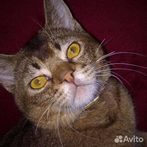 В Единственном экземпляре Чешир ко