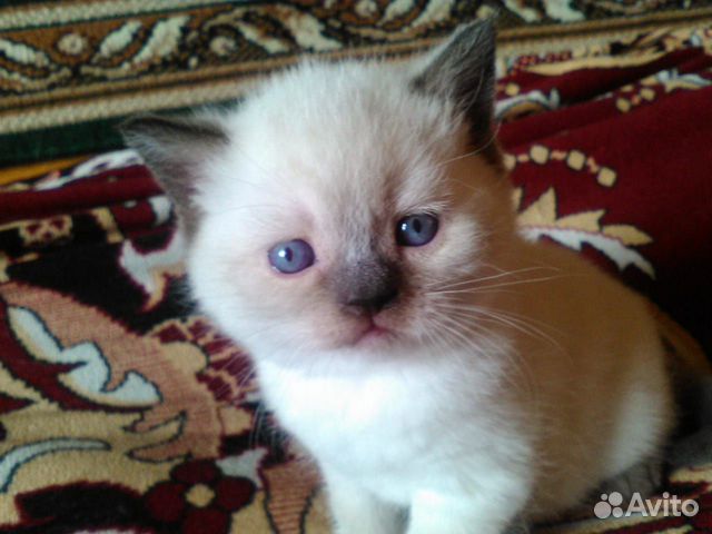 Котята шотландской породы