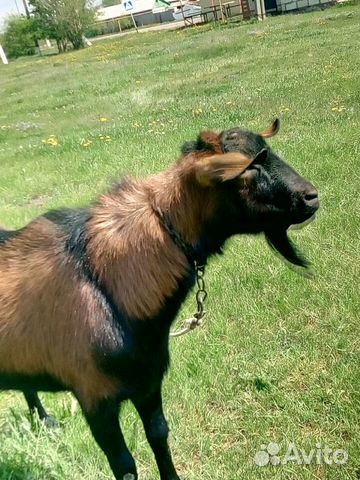 Продам племенного козла