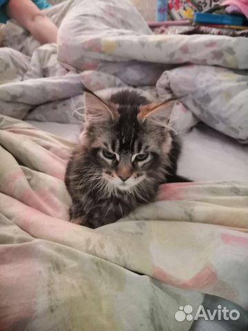 Породистый котенок 5 месяцев породы мейн-кун