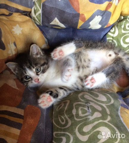 Пупсик-розовые лапки 1.5 мес в дар