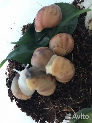 Архахатины Маргината Овум