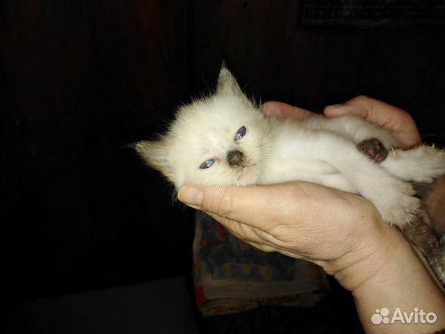 Котята тайские 1 месяц от красавицы кошки