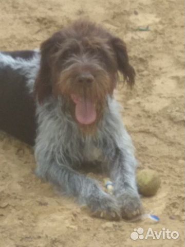 Вязка с дратхаар