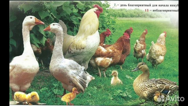 Домашние гусь/ утка/ бройлеры/ индюк