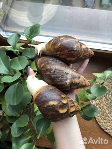 Улитка Архахатина Маргината вар. Овум