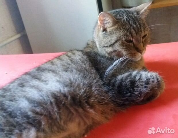 Кошечка ляля в ответственные добрые руки