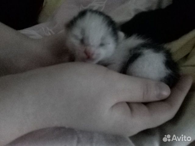 Малышка и ее сестра ищут дом