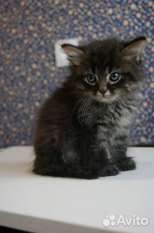 Просто нереальный котик 1.5 месяца