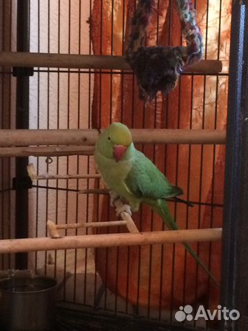 Попугаи ожереловые