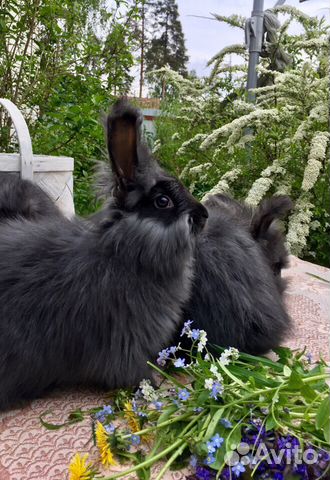 Кролики, пух немецкая ангора