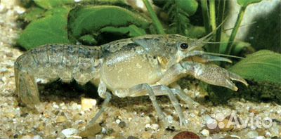 Кубинские голубые раки