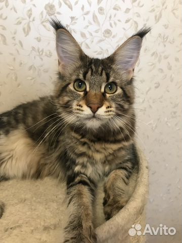 Кошечка Олли