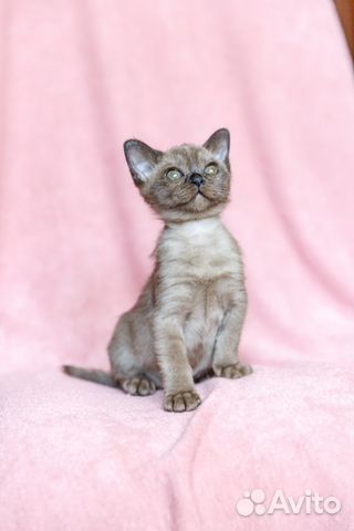 Котята американской бурмы