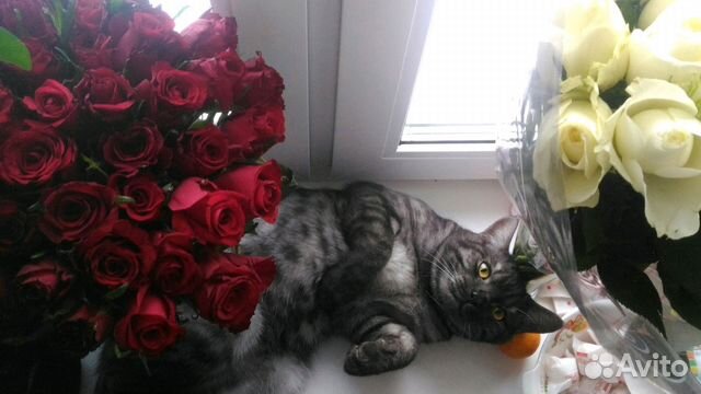 Котик ищет невесту