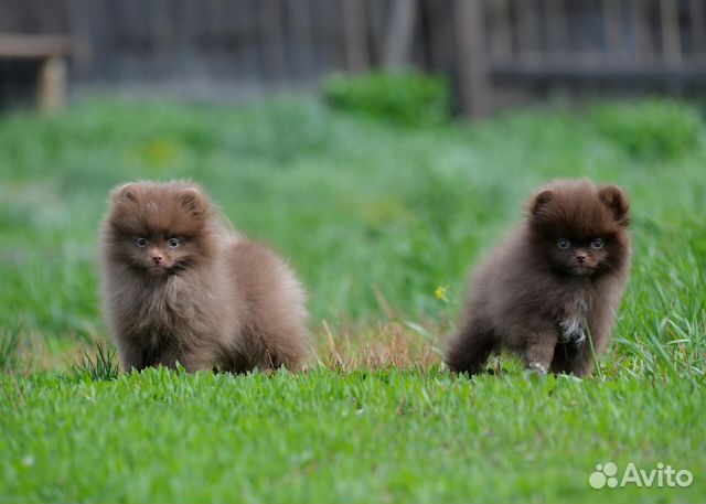 Шоколадные мальчик и девочка