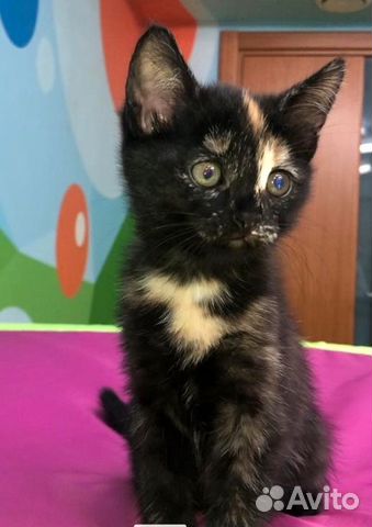 Ласковый котёнок-Девочка в дар 2 мес
