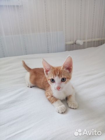 Отдам 3-месячного котенка