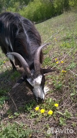 Продам Козу