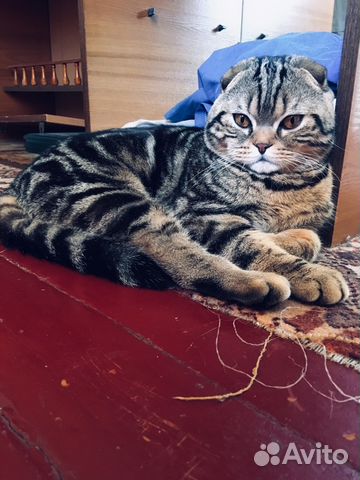 Очаровательные вислоухие котята ищут любящие руки