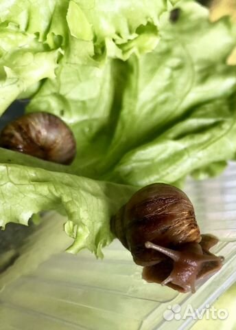 Улитка Ахатина гигантская