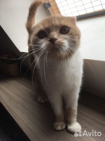 Ищет дом очаровательная кошечка