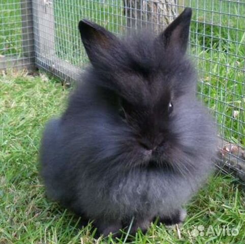 Декоративные крольчатки