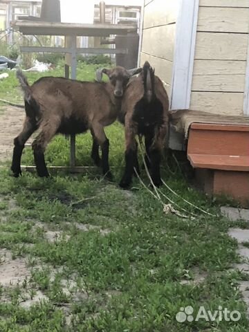 Козлята нубийские