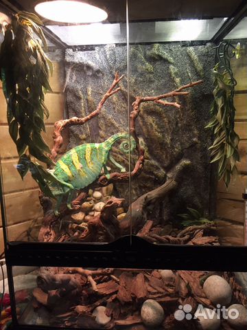 Йеменский хамелеон