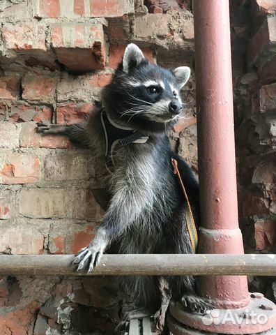Енот в хорошие руки