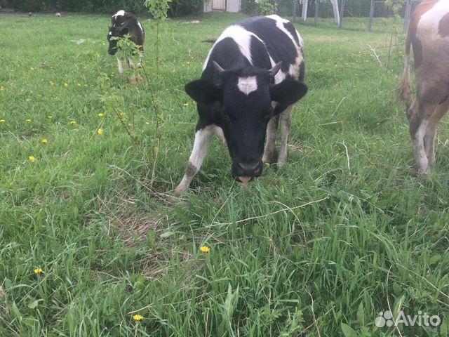 Продам коров