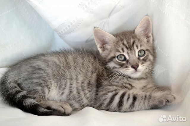 Котенок Тишка в добрые руки