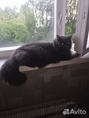 Отдам котика бесплатно