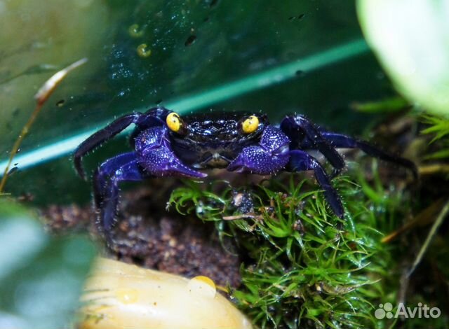 Крабы вампиры и красные дьяволы