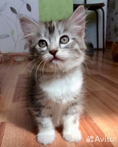 Котёнок трёхцветный