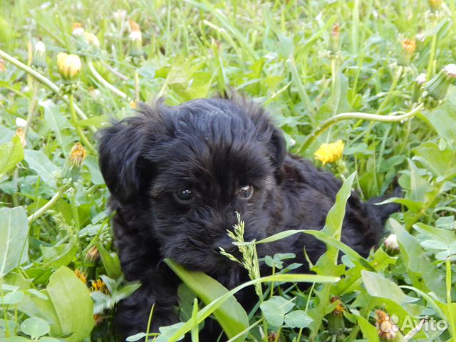 Мимимишный мальчик мальтипу