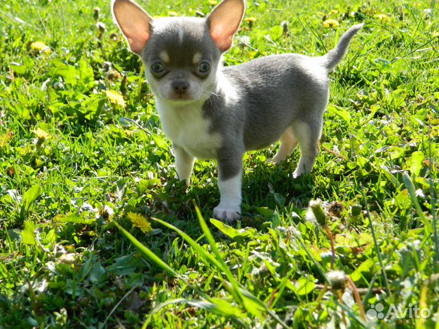 Лиловый мини кобелек